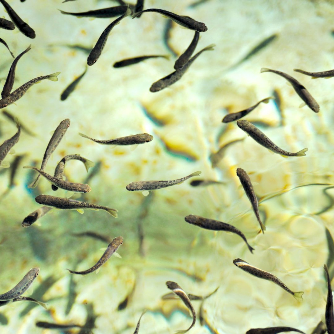 The BAP Label | Best Aquaculture Practices