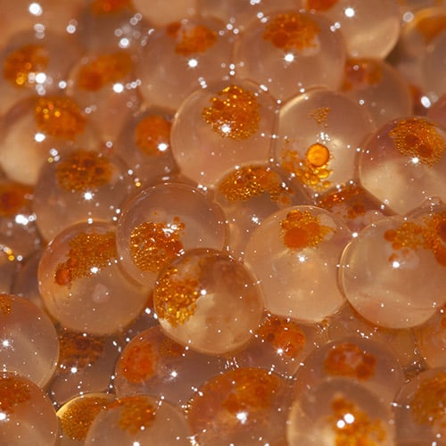 Mejores Prácticas Acuícolas (BAP)